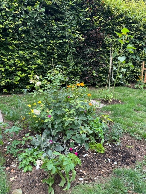 CP: Community Garden